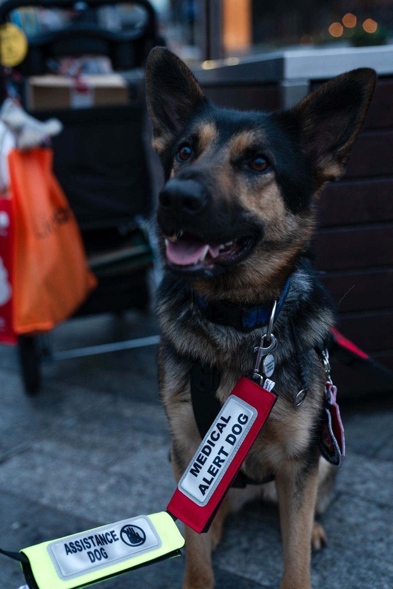 Canine Allies CIC - UK Assistance Dog Organisation