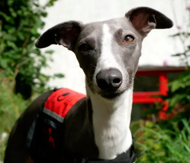 Assistance Dog Mojo & Dede | Canine Allies CIC